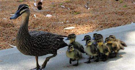 Duck Drafting Scorpion Sex Scoop Awards The Canberra Times Canberra Act