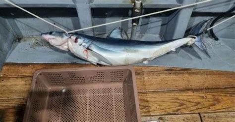 부산 앞바다서 잡힌 청상아리가 선원 공격상어 출몰 잇달아종합