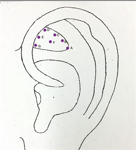 Triangular Fossa Points Diagram Diagram Quizlet