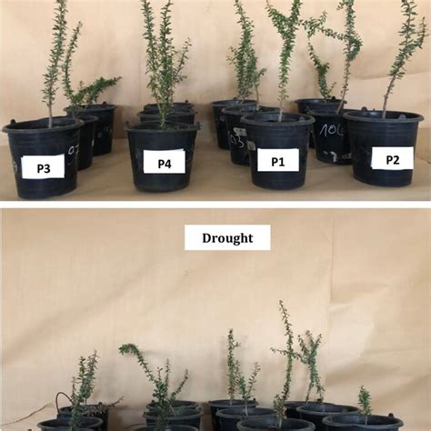 Pca Scores Plot A And Pls Da Scores Plot B On Lipidomics Dataset