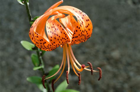 Lily Types Alphabetical Explore Diverse Varieties In Order