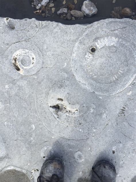 Primary Fossils Page GeoBus Free STEM Workshops For Babes