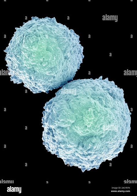 T Lymphocytes Illustration T Lymphocytes Or T Cells Are A Type Of White Blood Cell And