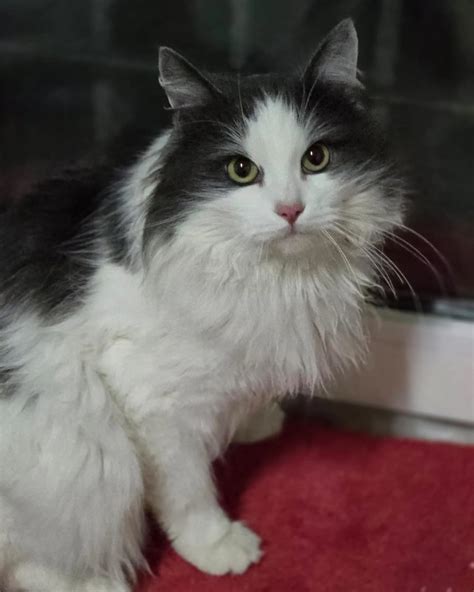 Помогаем Животным Харькова Харьков Вислоухая шотландка 3 года стерилизована Хозяина забрали