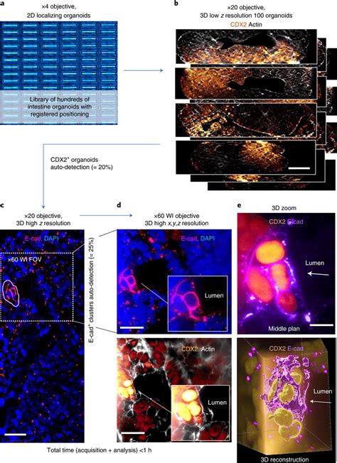 Efficient Rare Events Detection By Multi Magnification Imaging Download Scientific Diagram