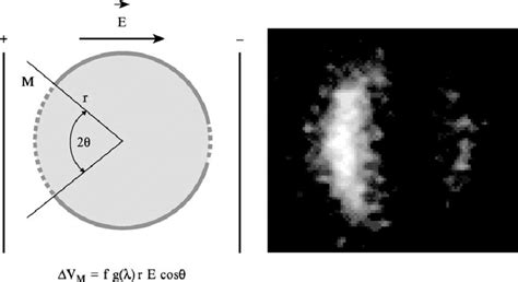 1 Effect Of An External Electric Field Applied On A Living Cell Download Scientific Diagram