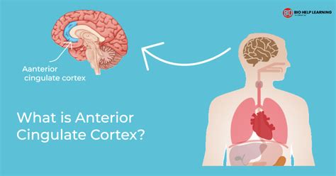 What Is Anterior Cingulate Cortex Its Structure Function And Disorder
