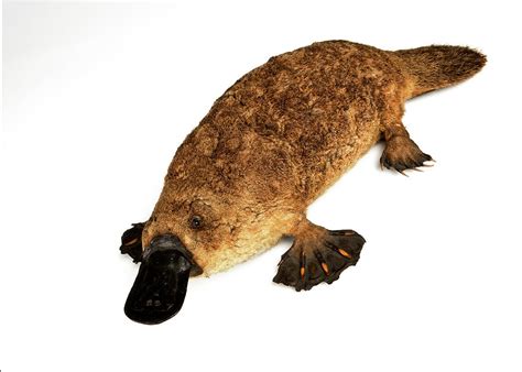 Duck Billed Platypus Photograph By Science Photo Library Pixels