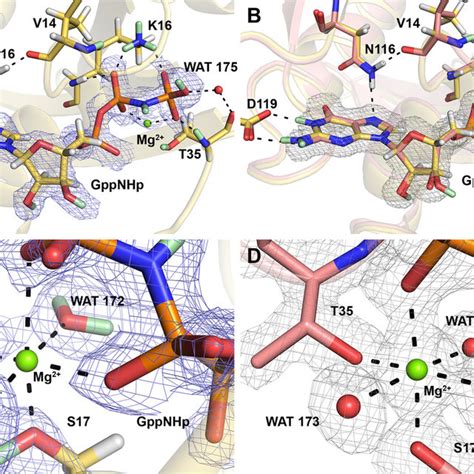 P Loop Interactions With The Phosphate Groups Of The Nucleotide A Download Scientific Diagram