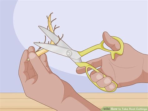 How To Take Root Cuttings 13 Steps With Pictures WikiHow Life