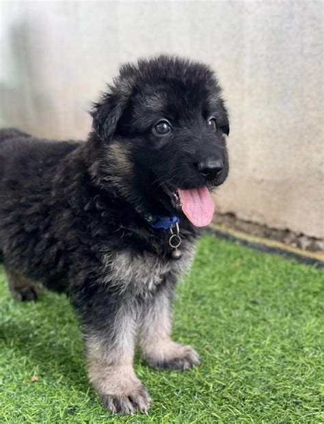 สุนัขเยอรมัน เชพเพิร์ด พันธุ์แท้ Ennxo