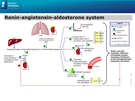 Physiology Of Hypoadrenocorticism Flashcards Quizlet