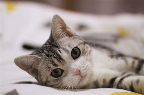 超过 400000 张关于“big Cat Wallpaper”和“cat”的免费图片 Pixabay