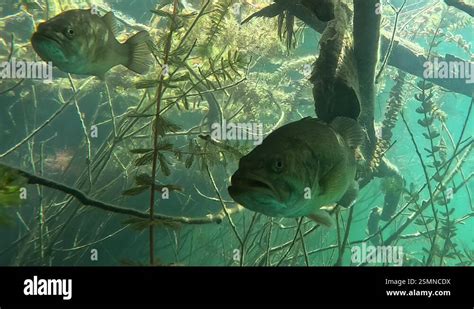 Two Black Bass Fish Swim Among The Branches Of A Submerged Tree Stock