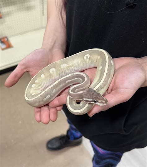 Python Regius Ball Python Mystic Potion Male 1 Mysp M1