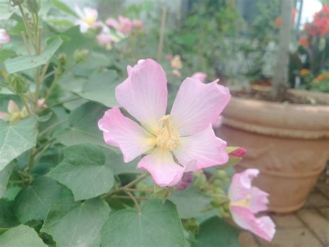 Hibiscus Mutabilis