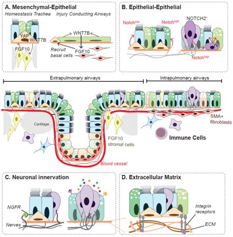 Sox2 And Sox21 In Lung Epithelial Differentiation And Repair Pmc