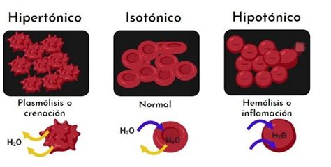 Crenación quees comportamiento osmótico forma de los eritrocitos