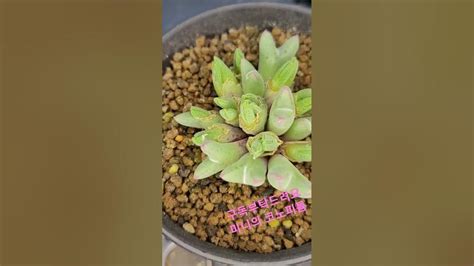 코노파가에1792실생 외 다육이 다육식물 Conophytum 코노 마우가니 위트버젠스 빌로붐 파가에 임영웅