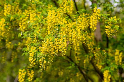 Best Fragrant Trees For Your Landscaping