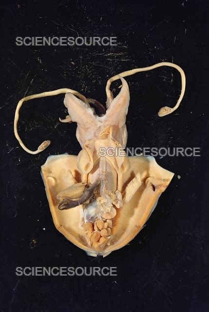 Cuttlefish Dissection