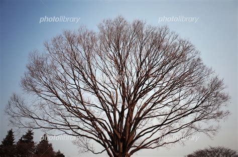 木の枝 写真素材 [ 47328 ] 無料 フォトライブラリー Photolibrary