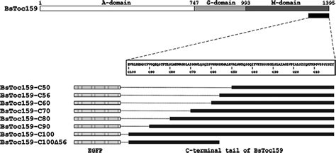 Schematic Overview Of Egfp Fusion Constructs With Various Lengths And