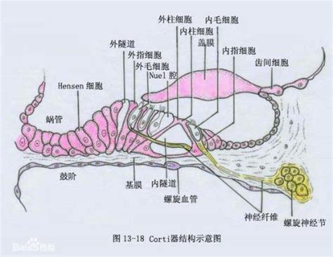 螺旋器 搜狗百科