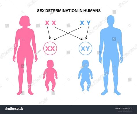 Sex Determination Humans Development Sexual Characteristics Stock