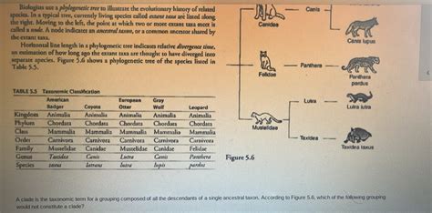 Solved Biologists Use A Phylogenetic Tree To Illustrate The Evolutionary History Of Related