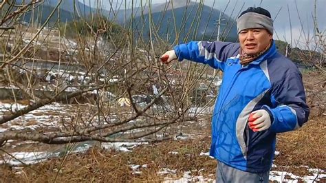 뚱보농부 시골살이 매실나무 가지치기 전지 Youtube