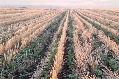 Seeding Rate Canola Encyclopedia