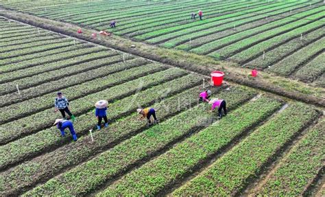 湖南常宁：金秋时节农事忙 人民图片网