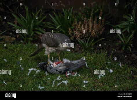 Bird Killer Food At Samantha Sternberg Blog