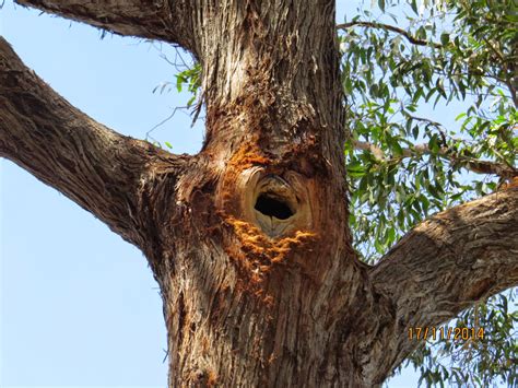 Fred Janes Consulting Arborist Tree Risk Assessment And Habitat Trees