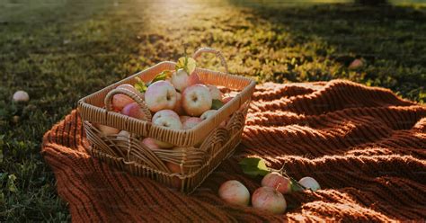 담요 위에 앉아 있는 사과 바구니 사진 Unsplash의 가을 이미지