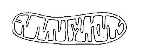 Mitochondria Diagram