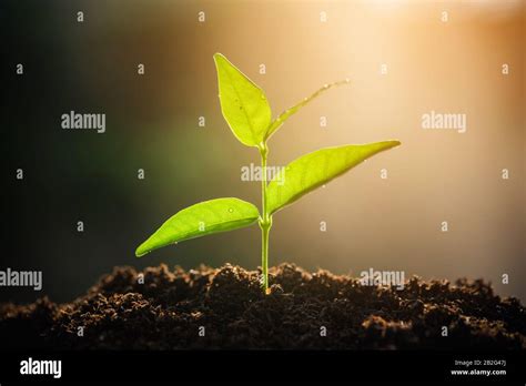 Tree Sapling Growing On Natural Soil Stock Photo Alamy