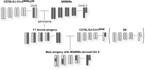 Mating Scheme Used In The Genomewide Linkage Analysis And Qtl Mapping