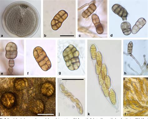 Alternaria Infectoria Semantic Scholar