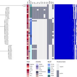 The Core Genome Phylogeny Based On The Maximum Common Genome The Core Download Scientific