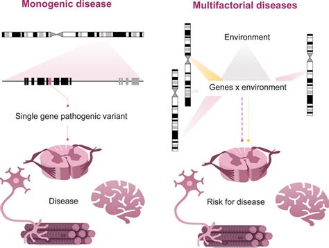 General Models Of Monogenic And Multifactorial Diseases The Gray Shape Download Scientific