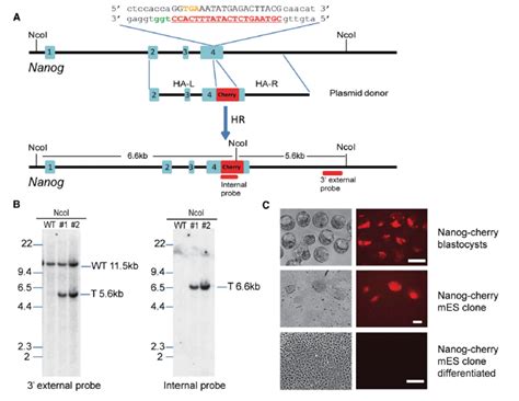 基因编辑是什么？基因敲入和基因敲除 知乎