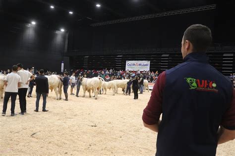 Ajec Loire Pour Les Jeunes Passionnés Par Le Charolais Articles Paysans De La Loire