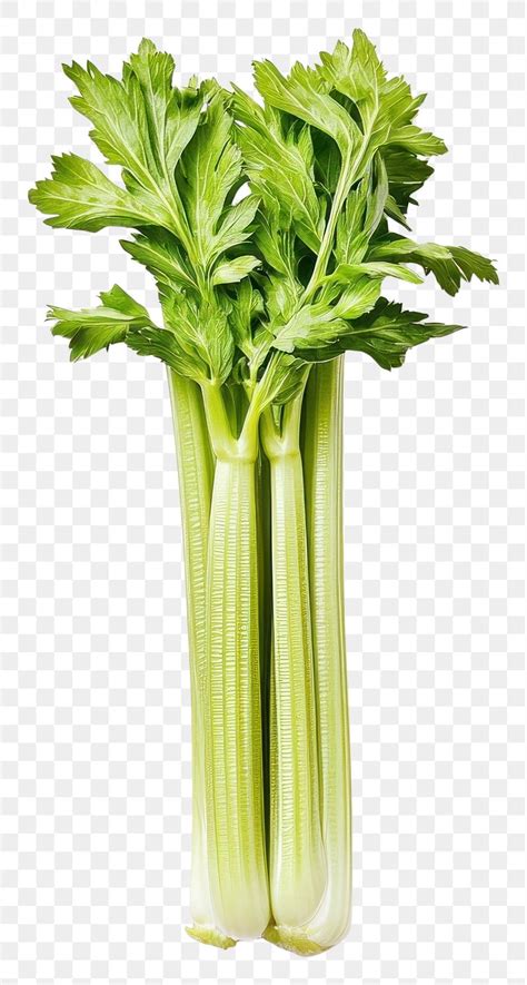 Leek Png Images Free Photos Png Stickers Wallpapers Backgrounds Rawpixel