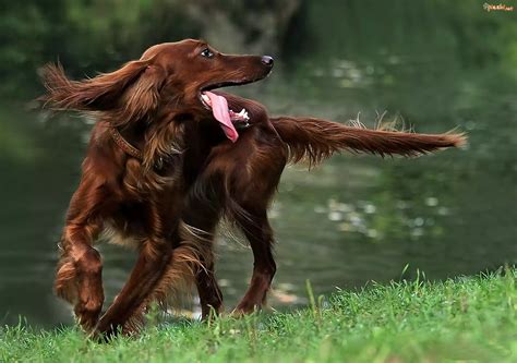 Pies Brązowy Pies Seter Irlandzki Język