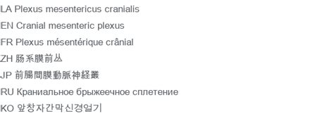 Plexus Mesentericus Cranialis Vet Anatomy IMAIOS