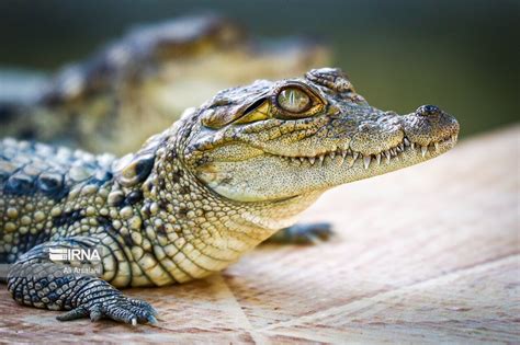 همشهری آنلاین تصاویر مزرعه تکثیر و پرورش تمساح در چابهار دهان کاملا