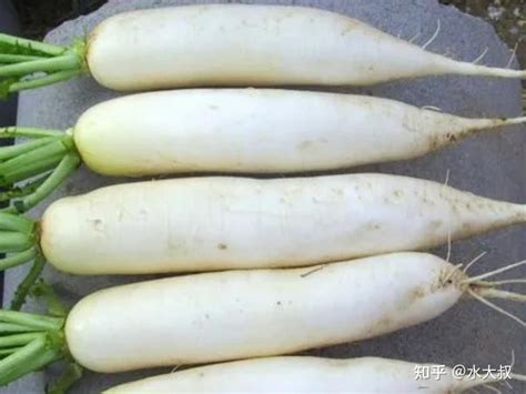 今天才知道，原来青萝卜和白萝卜区别居然这么大，千万别买错了！ 知乎