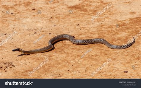 32 Imágenes De Oxyuranus Microlepidotus Imágenes Fotos Y Vectores De